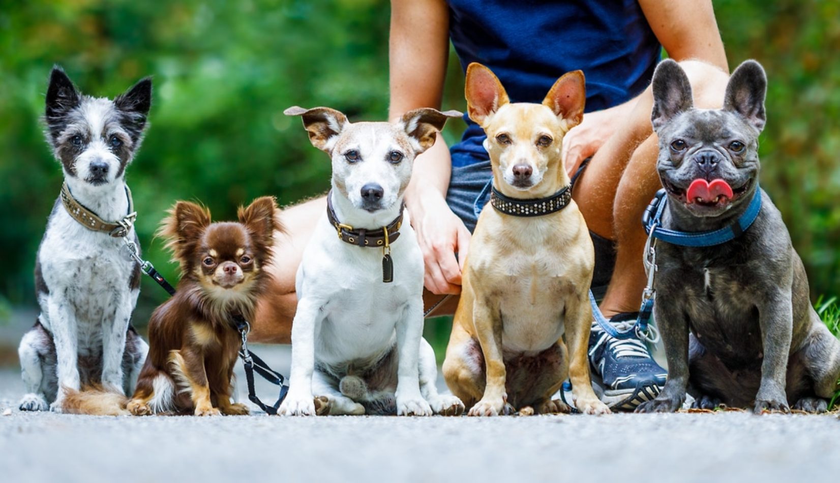 7 Condos with Top-Tier Pet Amenities for Furry Friends | The LX Collection